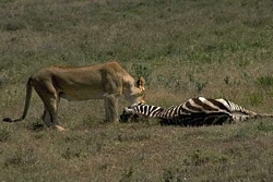 Prey meaning in urdu - The Urdu Dictionary